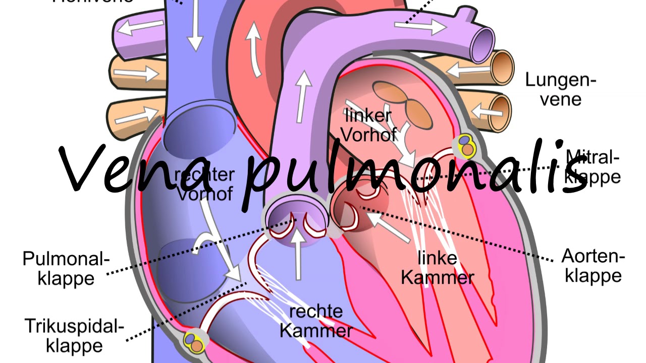 How to Pronounce Vena pulmonalis? - YouTube