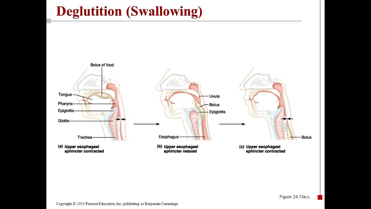 Procedures involved in the pharyngeal stage of deglutition (Swallowing ...