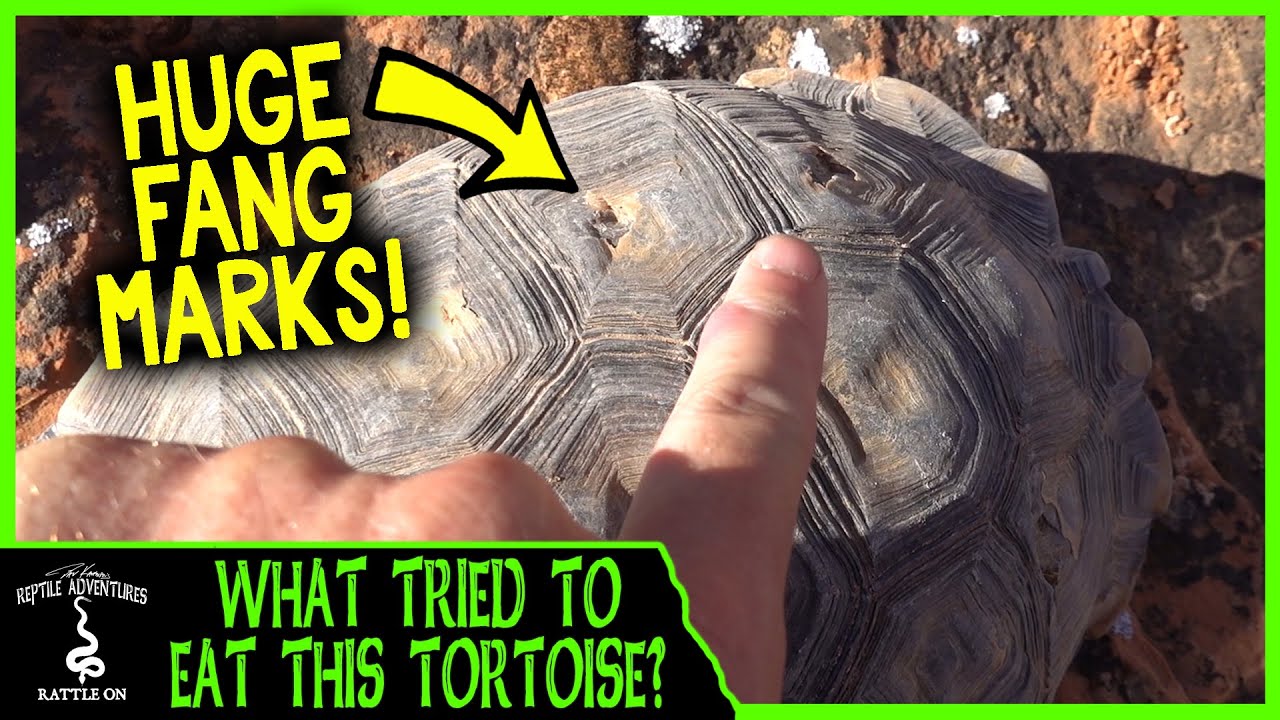 WHAT TRIED TO EAT THIS TORTOISE? Herping Utah with Clint’s Reptiles ...