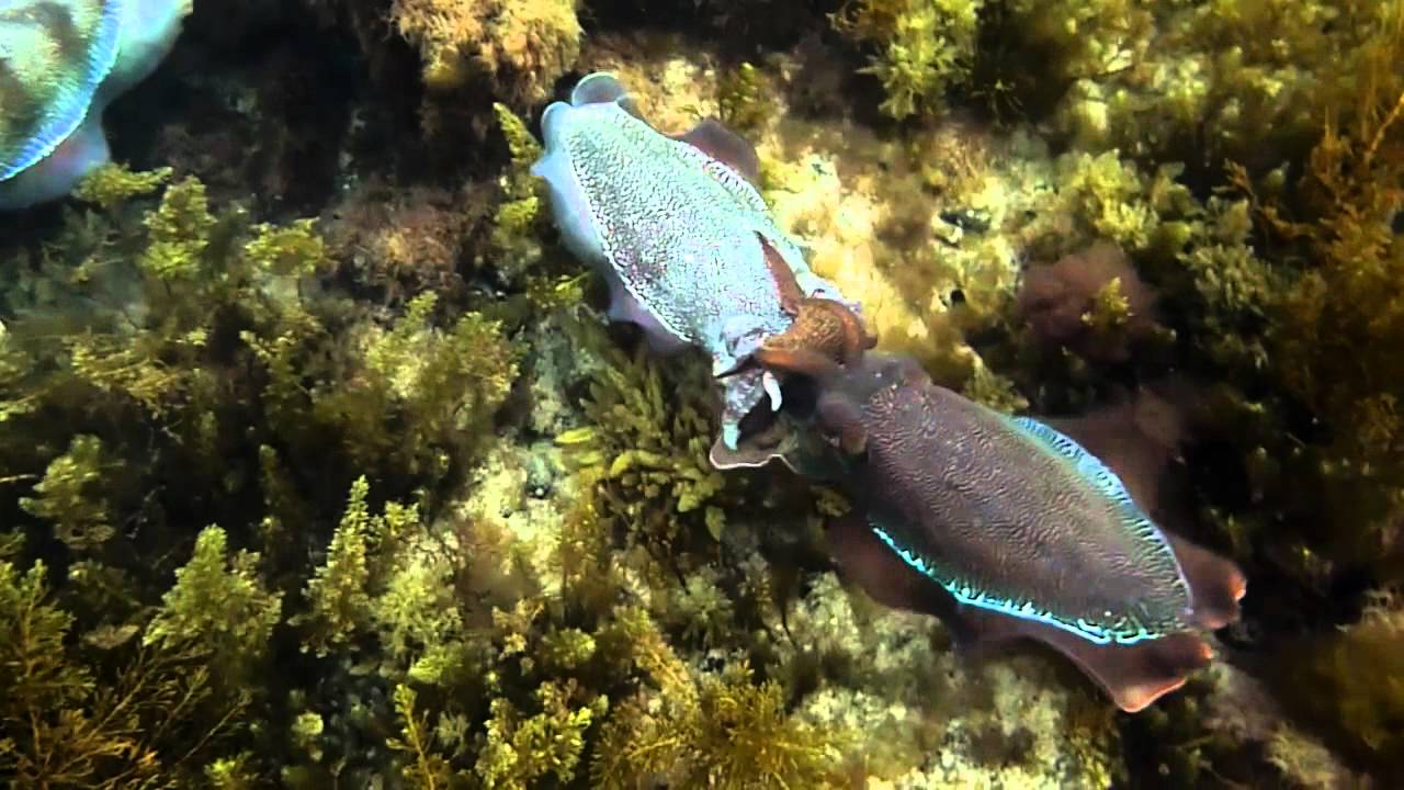 Giant Australian Cuttlefish breeding migration threatened - Whyalla ...