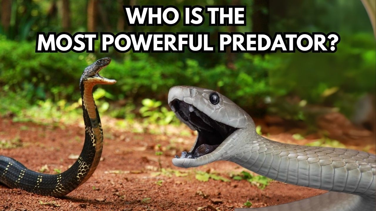 KING COBRA VS BLACK MAMBA – Which will win? - YouTube