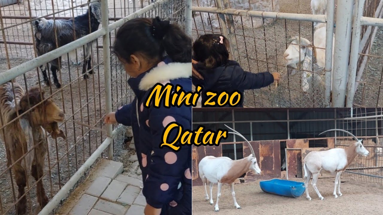 Al wakra farm|mini zoo qatar| most visited place|malayalam vlog ...