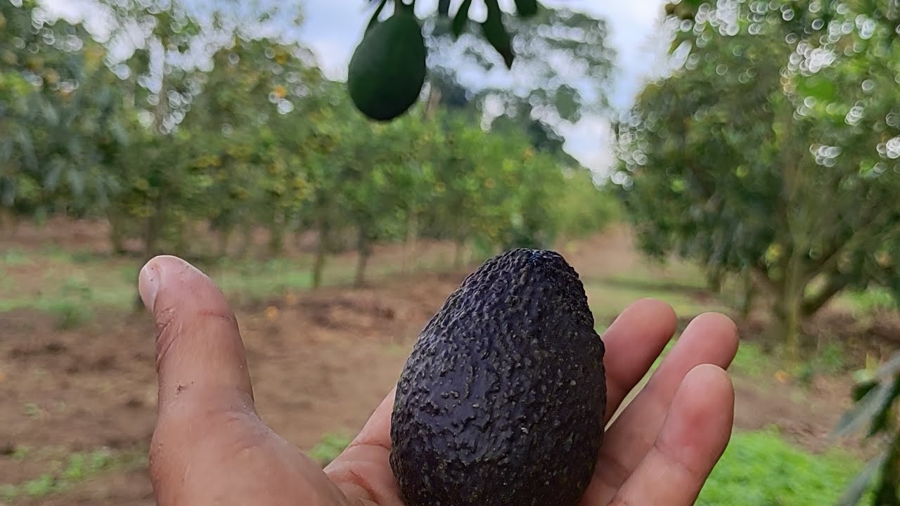 kebun alpukat hass di bali usia 3 tahun - YouTube