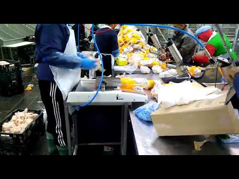 Dutch poultry tech Bird bagger - YouTube