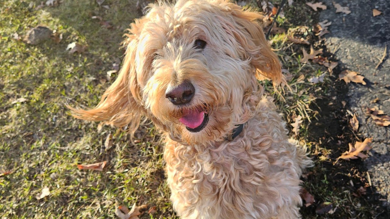 Got To See Fluffy Maxi Finally!!![HE WAS EXCITED]! - YouTube