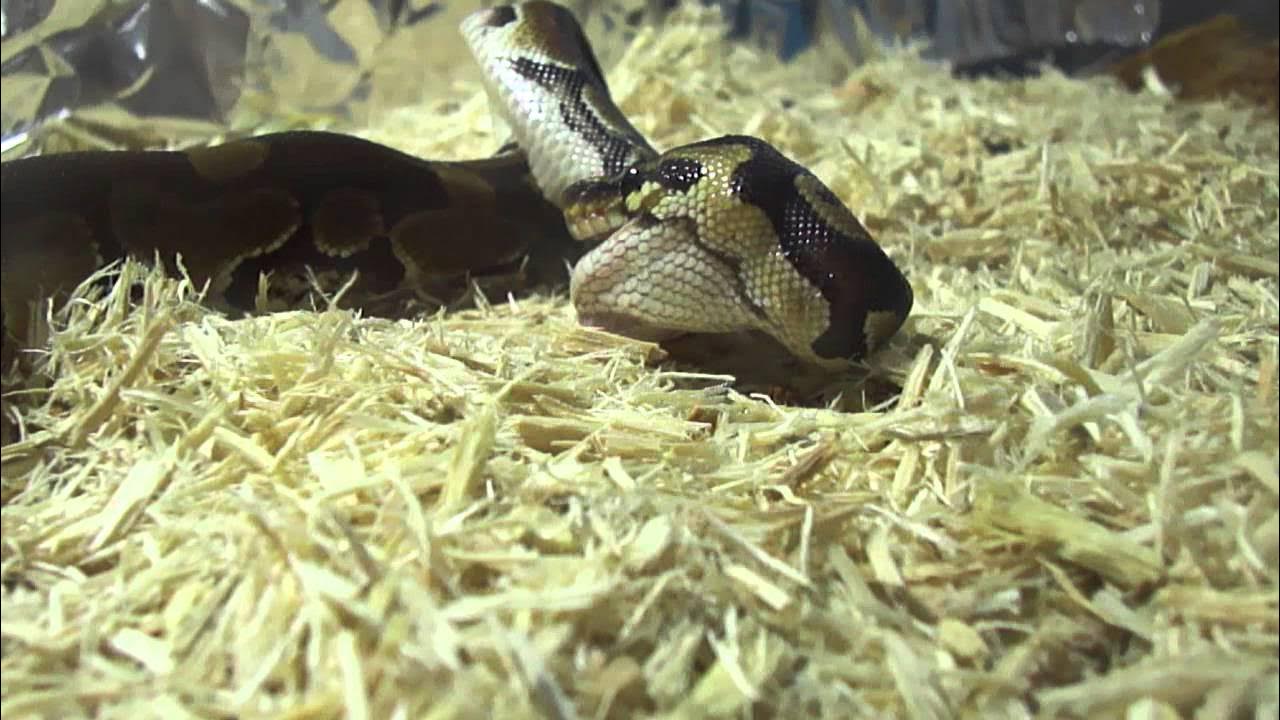 Baby Ball Python Eating A Pinky Mouse - YouTube