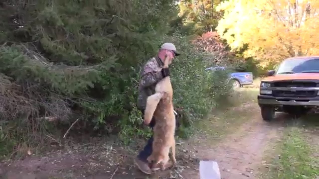 Blonde coyote color phase caught in a great set - YouTube