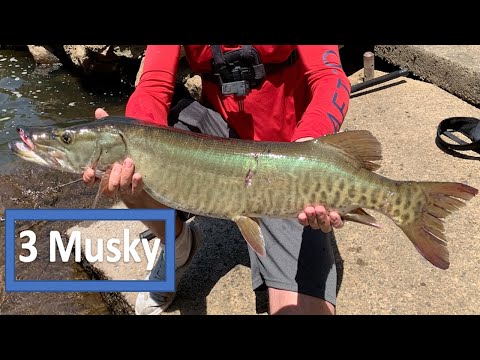 Pennsylvania Musky Fishing - YouTube