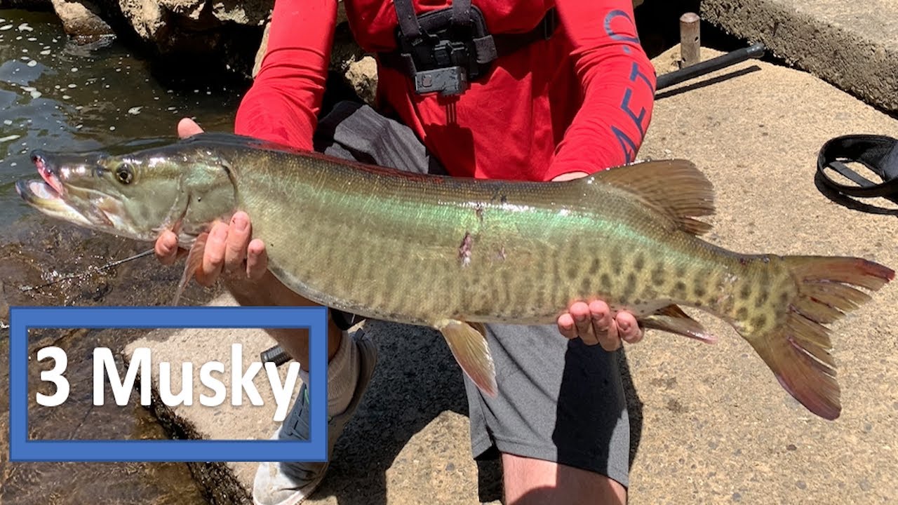 Pennsylvania Musky Fishing - YouTube