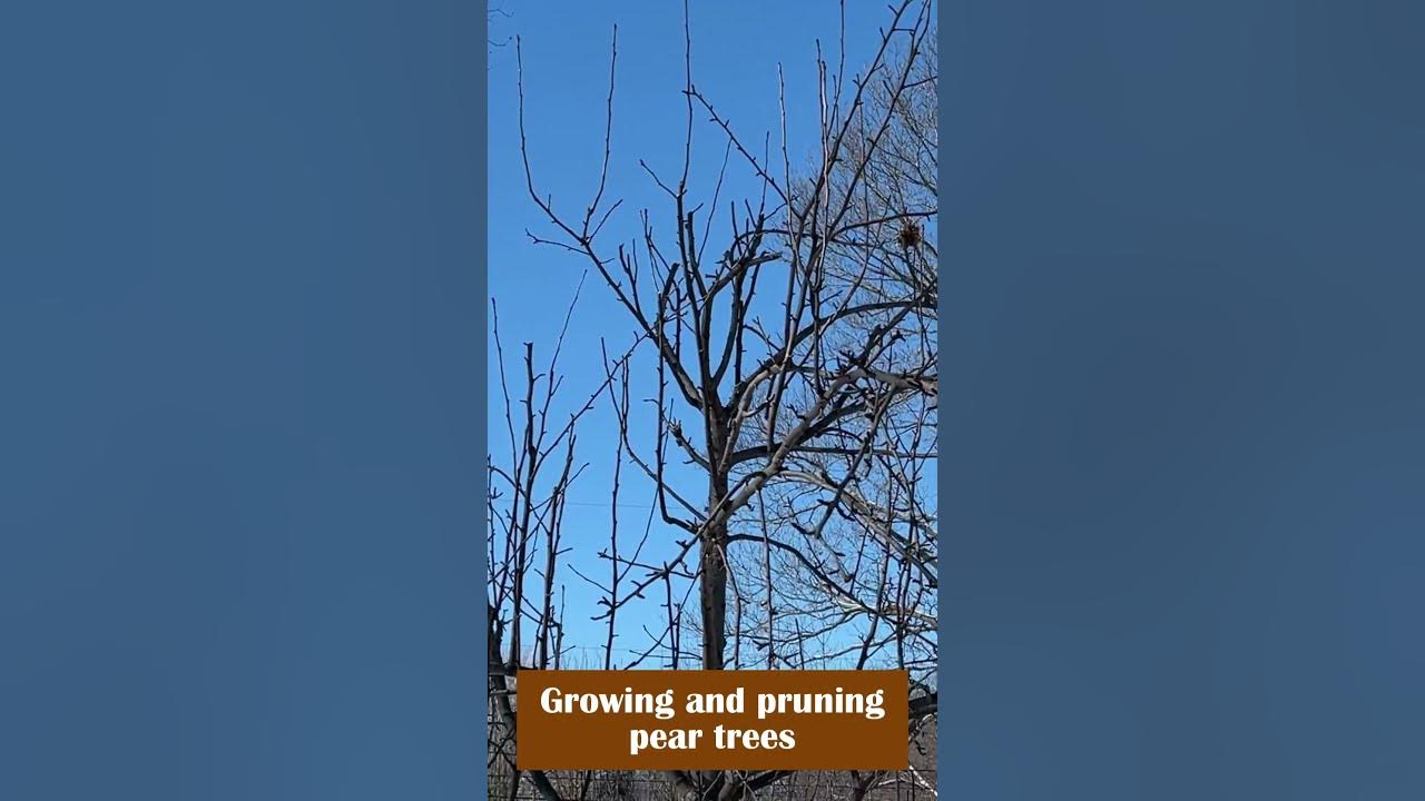 Growing and pruning pear trees - YouTube