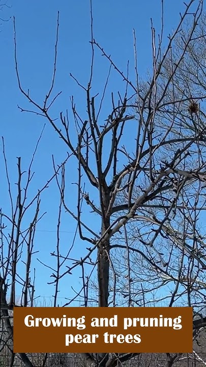 Growing and pruning pear trees - YouTube