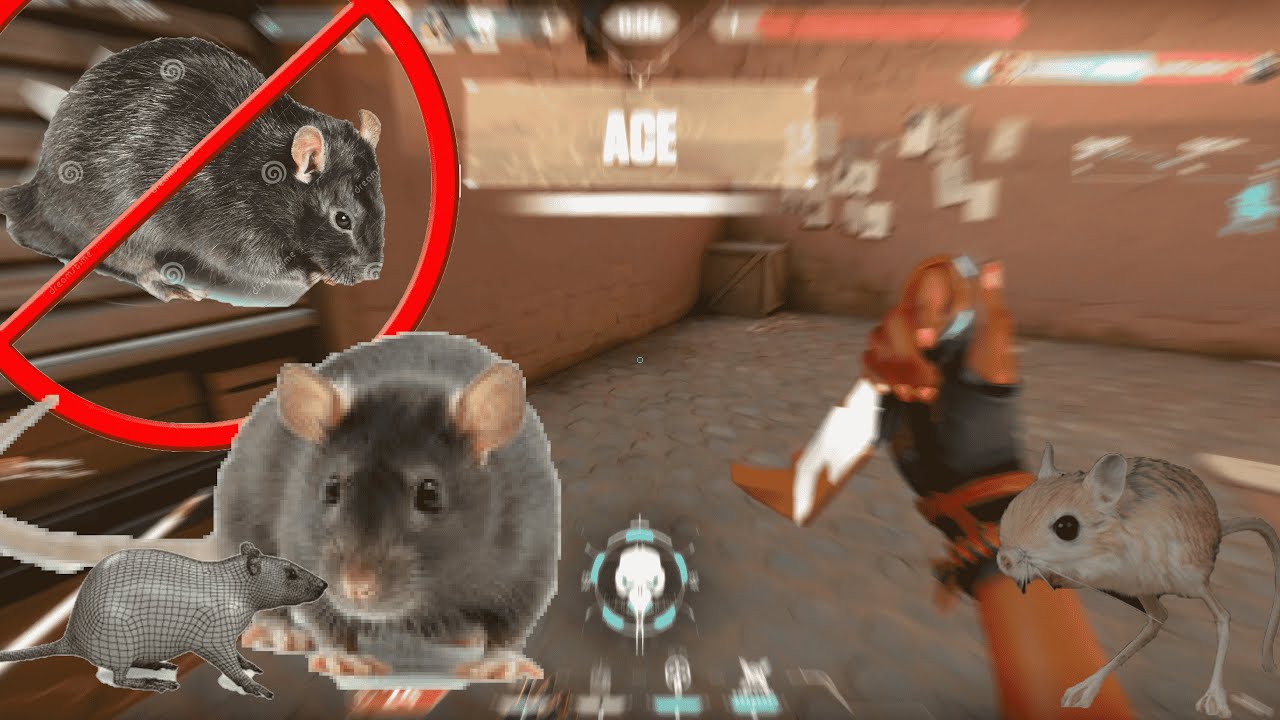 chill rat plays to relax/study to 🐀 - YouTube