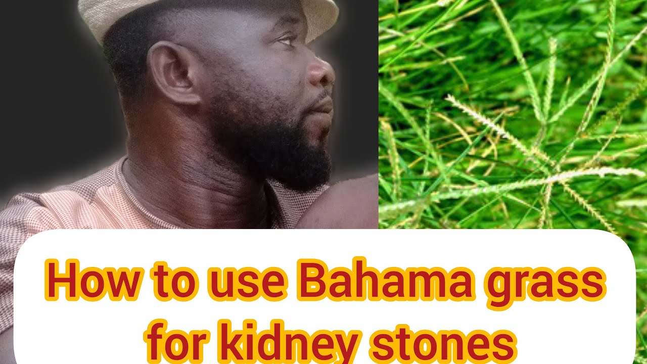How to use Bahama grass for kidney stones - YouTube
