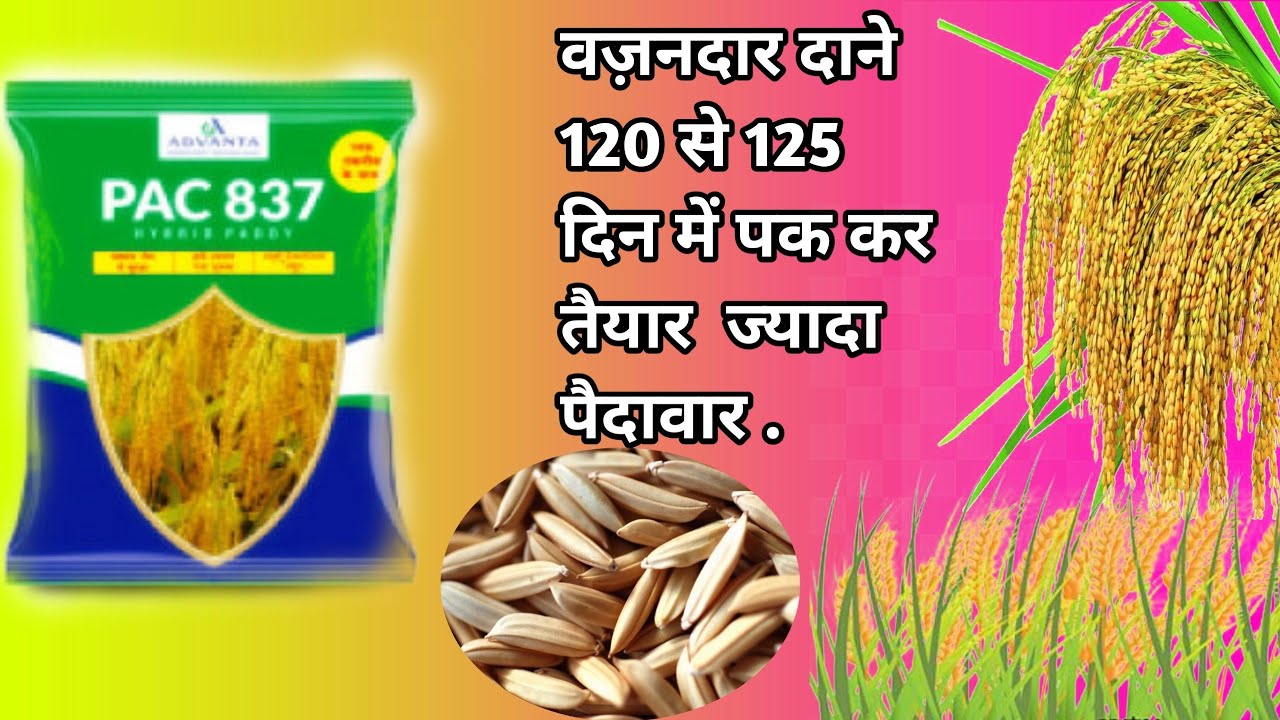 Advanta Hybrid Rice PAC 837 धान की सबसे कम अवध की वैरायटी - YouTube