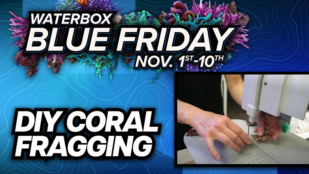 DIY Home Coral Fragging: Easy Guide for Beginners! - YouTube