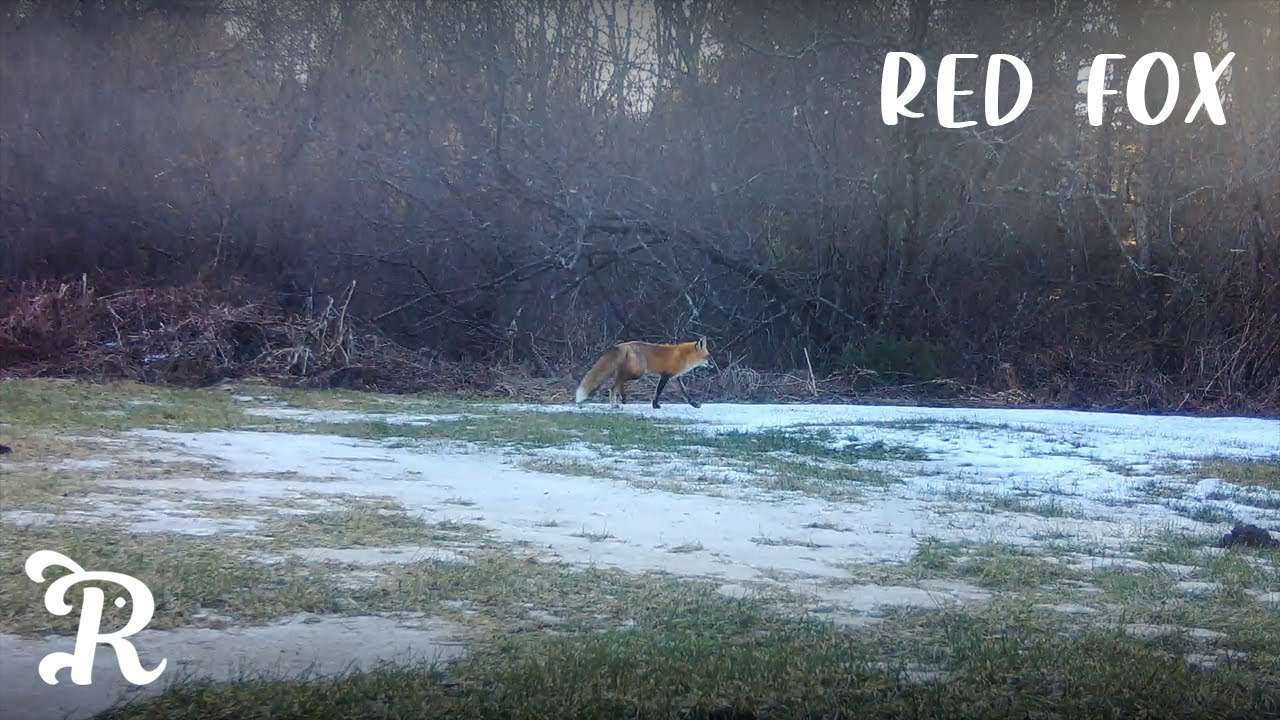 Red Fox | Trail Cams | Winter - YouTube