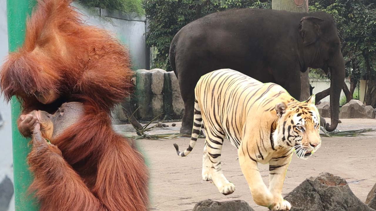 Ragunan Zoo Monyet Gajah Jerapah Harimau | Wisata Keluarga - YouTube