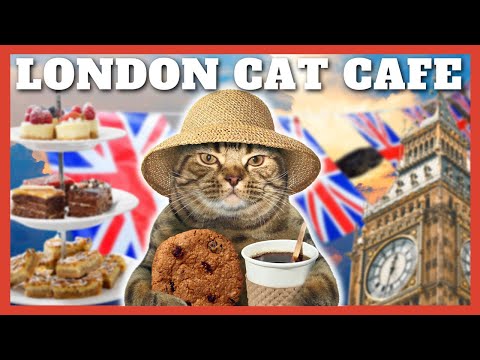 NACHMITTAGSTEE MIT 20 KATZEN?!? - London Cat Cafe