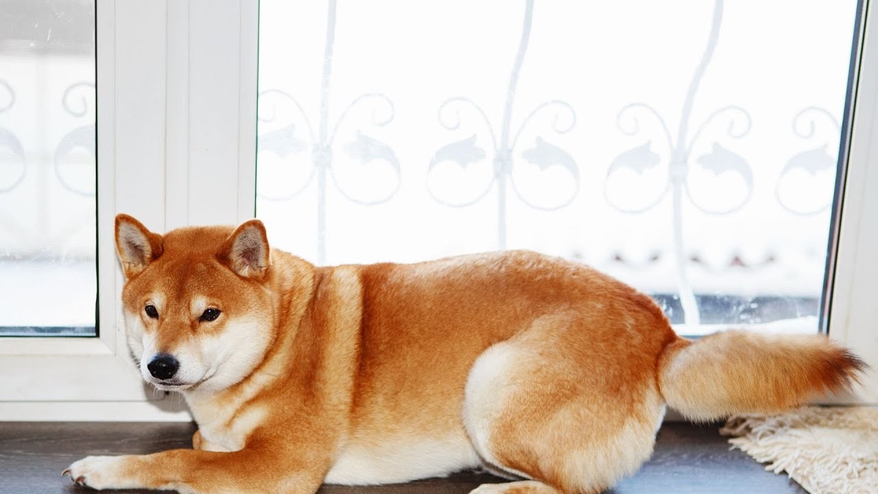 Protecting Your Shiba Inu's Vision: Understanding Eye Problems - YouTube