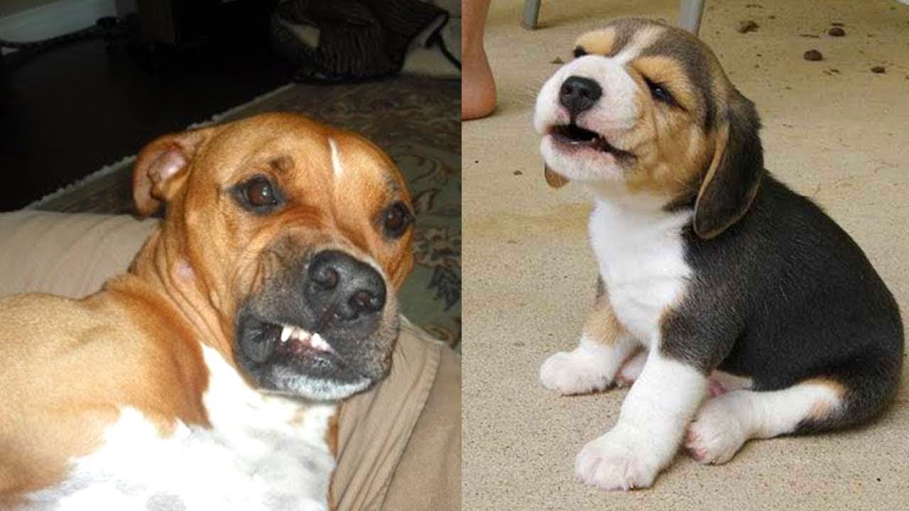 😝 Funny Dogs Talking and Arguing With Their Humans Compilation 😂 - YouTube