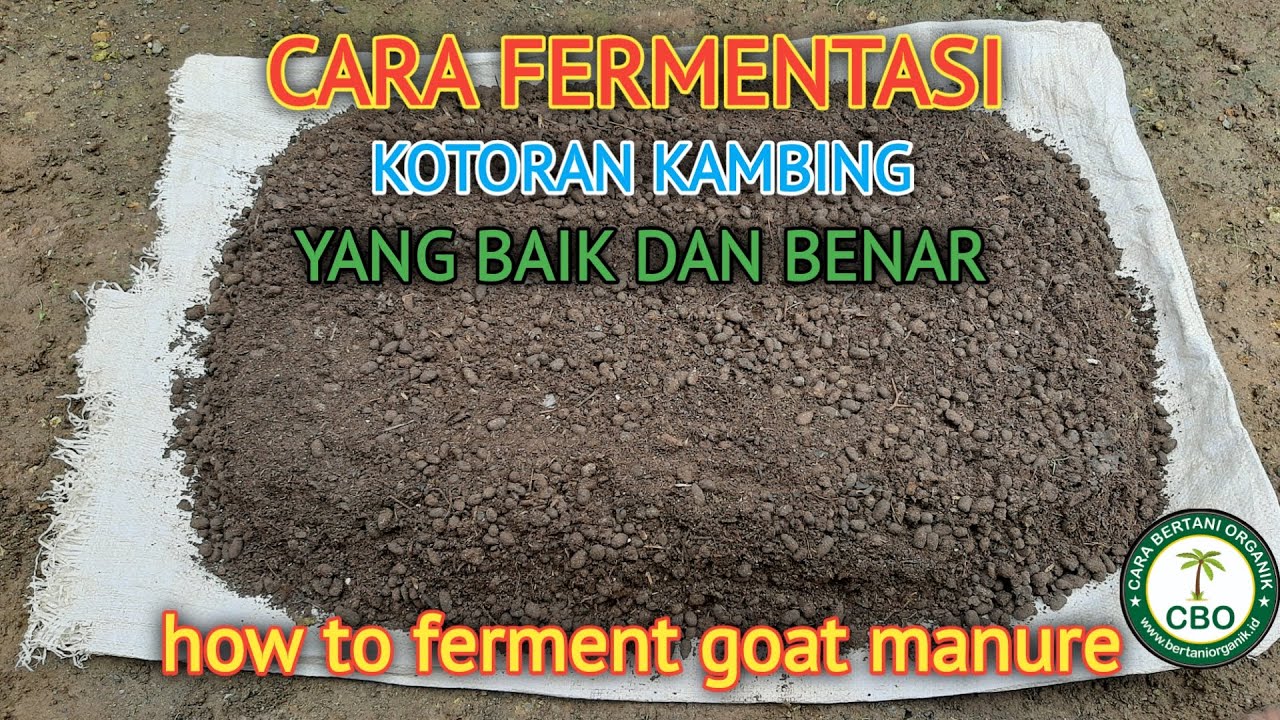 Cara fermentasi kotoran kambing yang baik dan benar, how to ferment ...