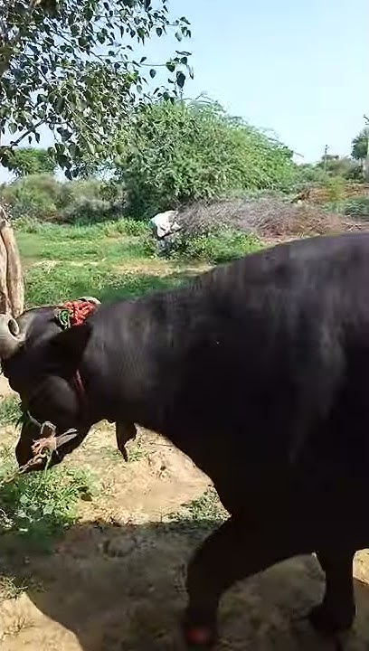 5 star 🌟 murrah buffalo - YouTube