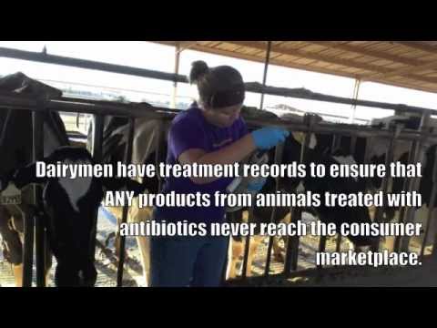 Cow Hospital at Maddox Dairy - YouTube