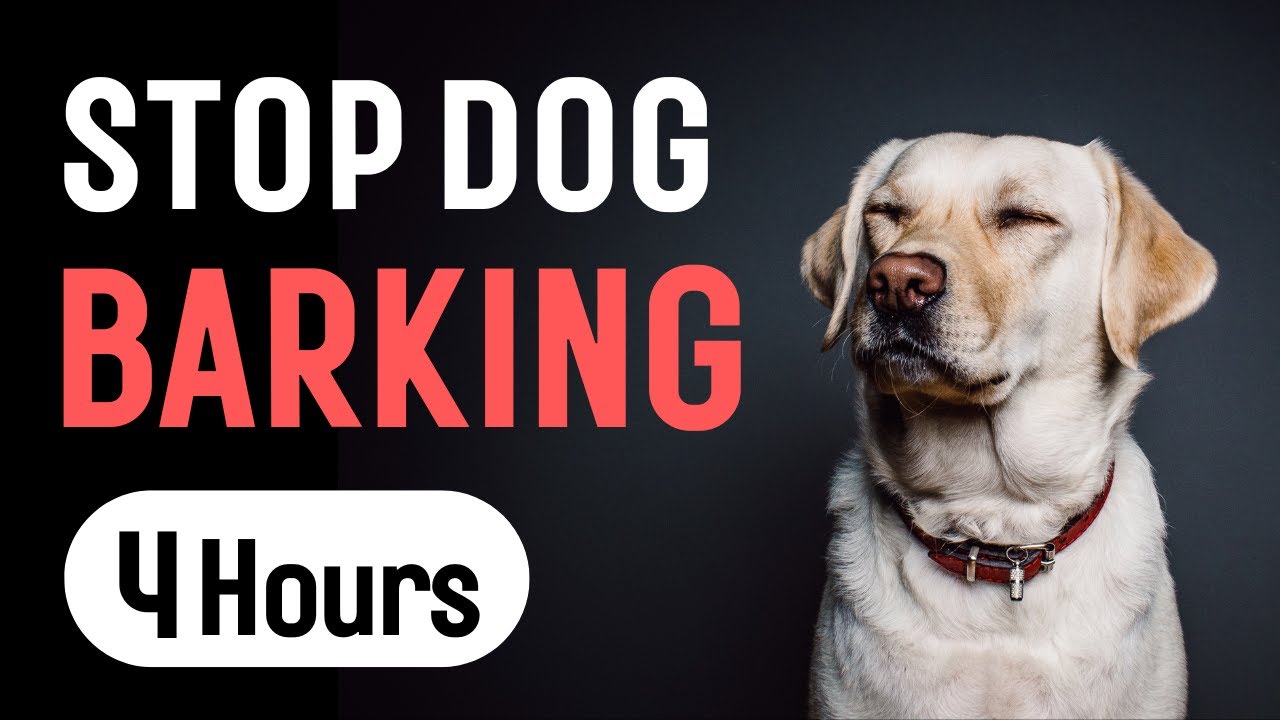 Sound To Stop Dogs Barking | For dog training and correction | 4 Hours ...