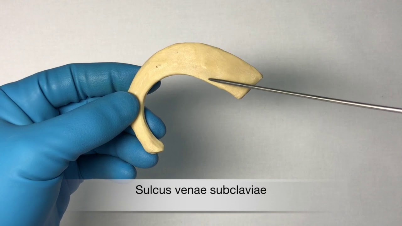 1 ребро - Costa prima, курс нормальной анатомии (мобильное приложение ...