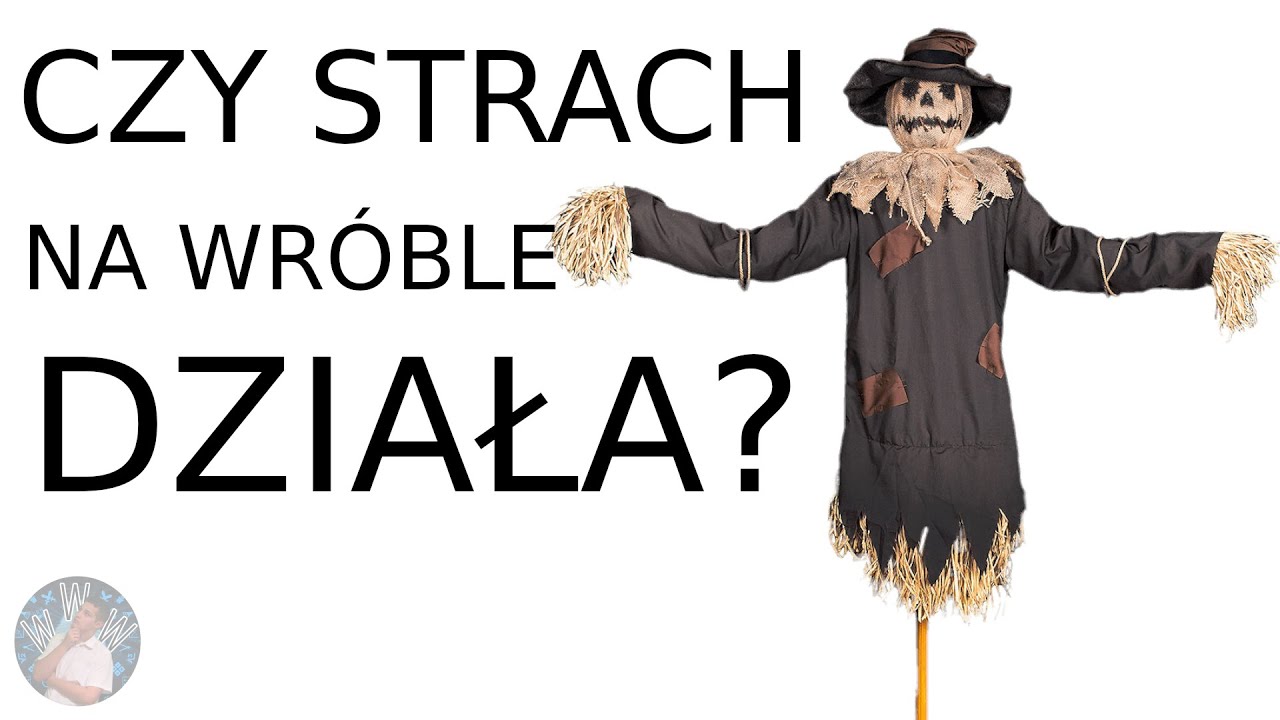 Czy strach na wróble naprawdę działa? - YouTube