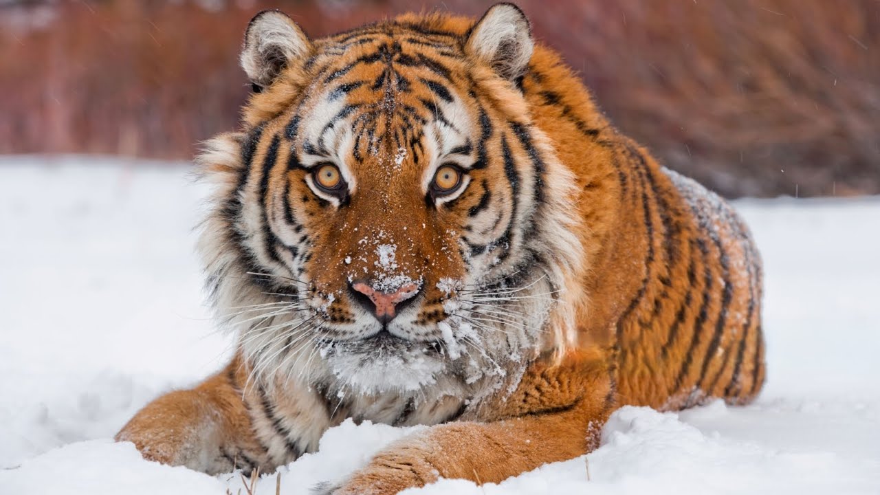 The huge male siberian tiger Texaco - Panthera tigris soloensis - YouTube