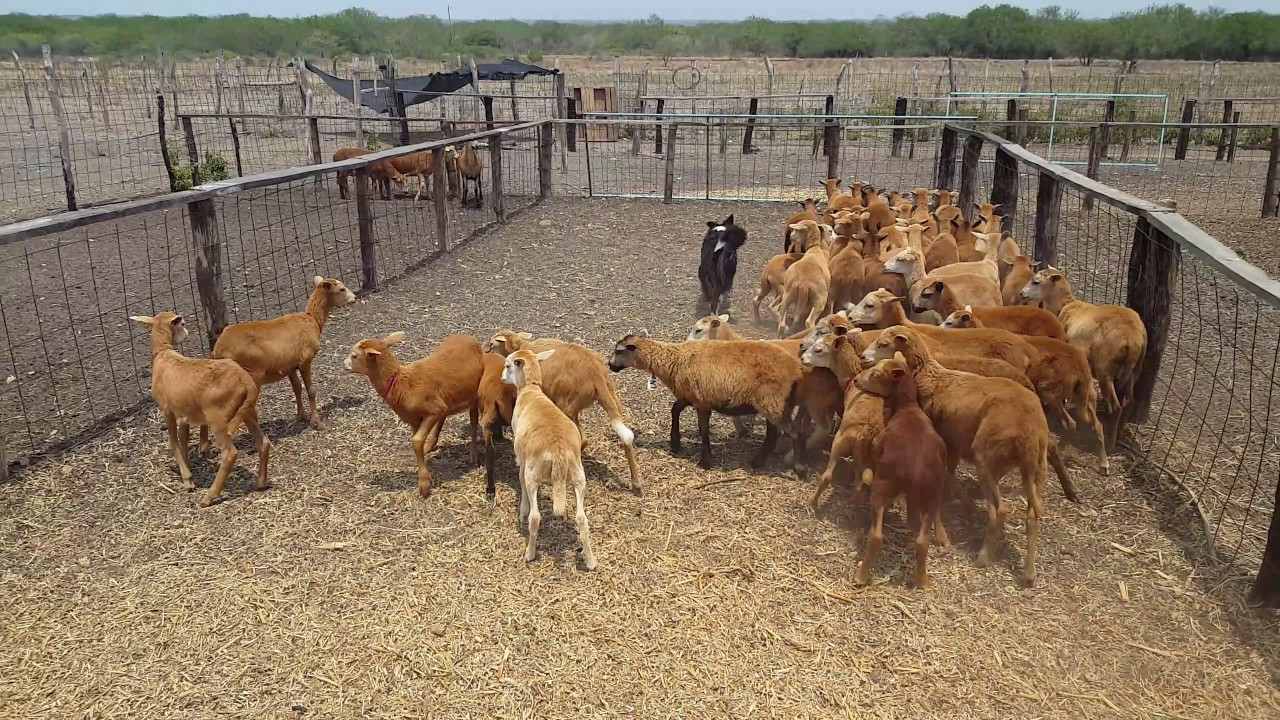 Destete Pelibuey Blackbelly - YouTube