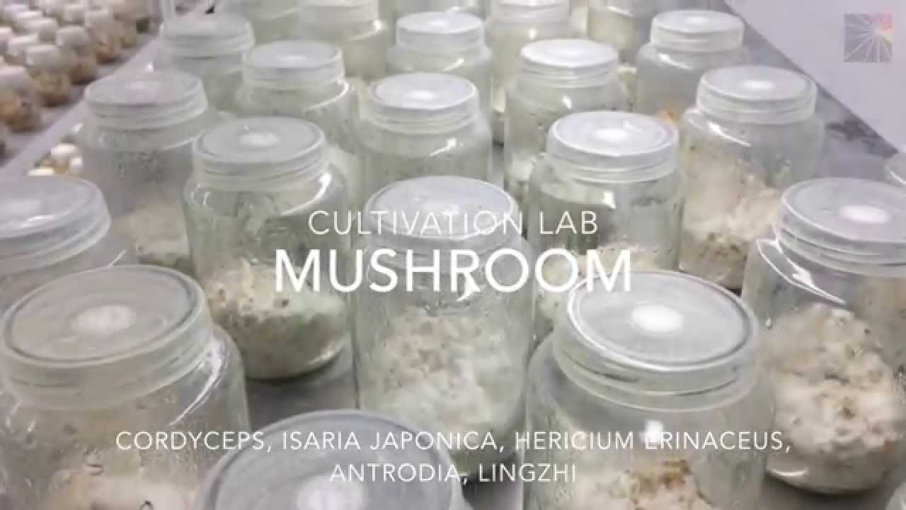 Mushroom Cultivation Lab - YouTube