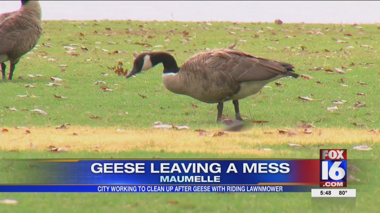 Goose poop in Maumelle - YouTube