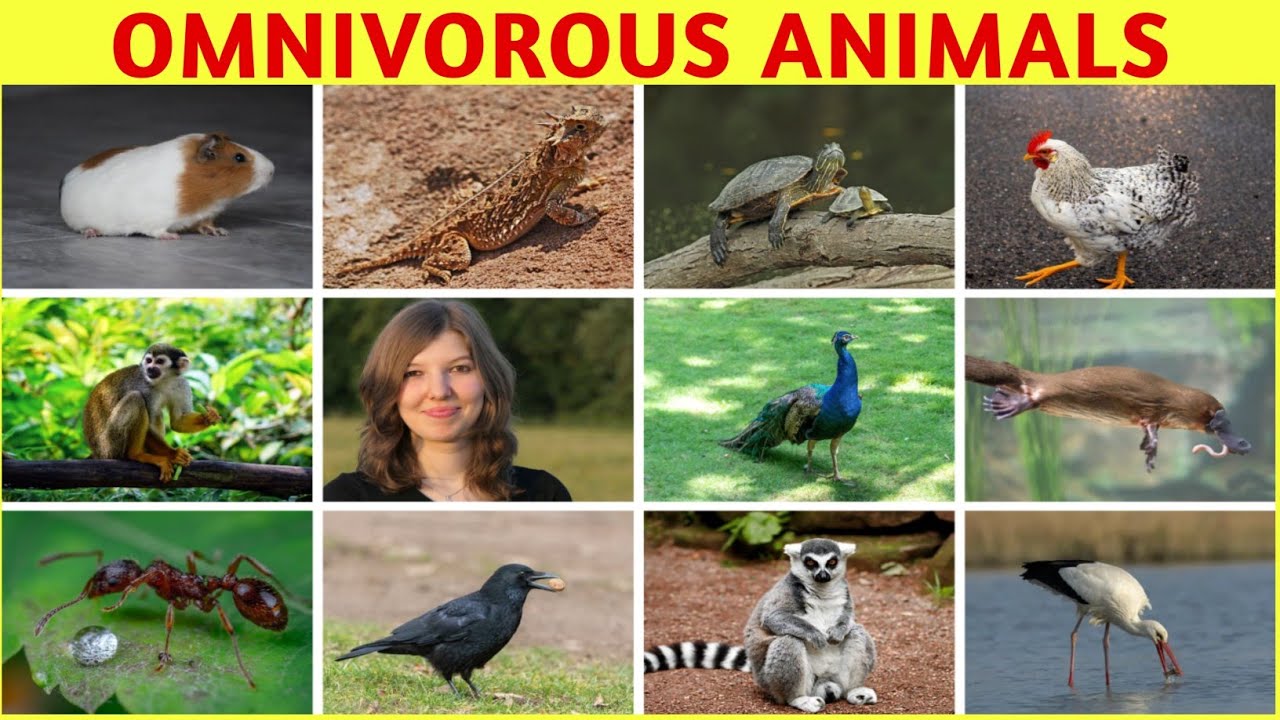 Omnivorous Animals | Learn Omnivorous Animals Names In English With Pictures | #animalnames ...