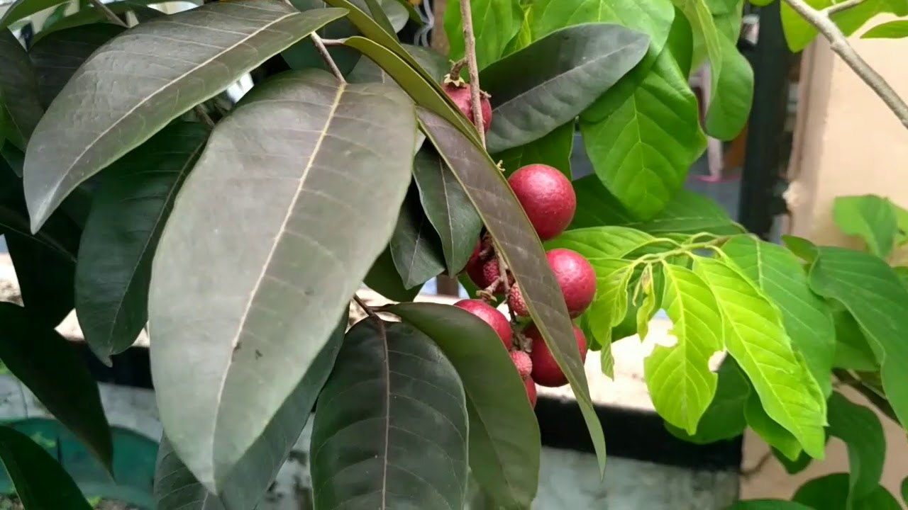 MENGENALI BUAH KELENGKENG MERAH || RED RUBY LONGAN - YouTube