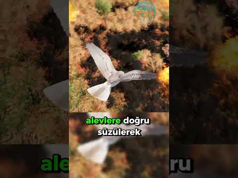 Yok Artık ❗Kuşta Bu Zeka?