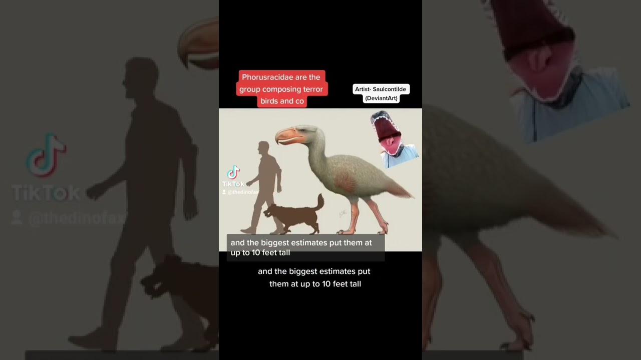 A True TERROR Bird - YouTube