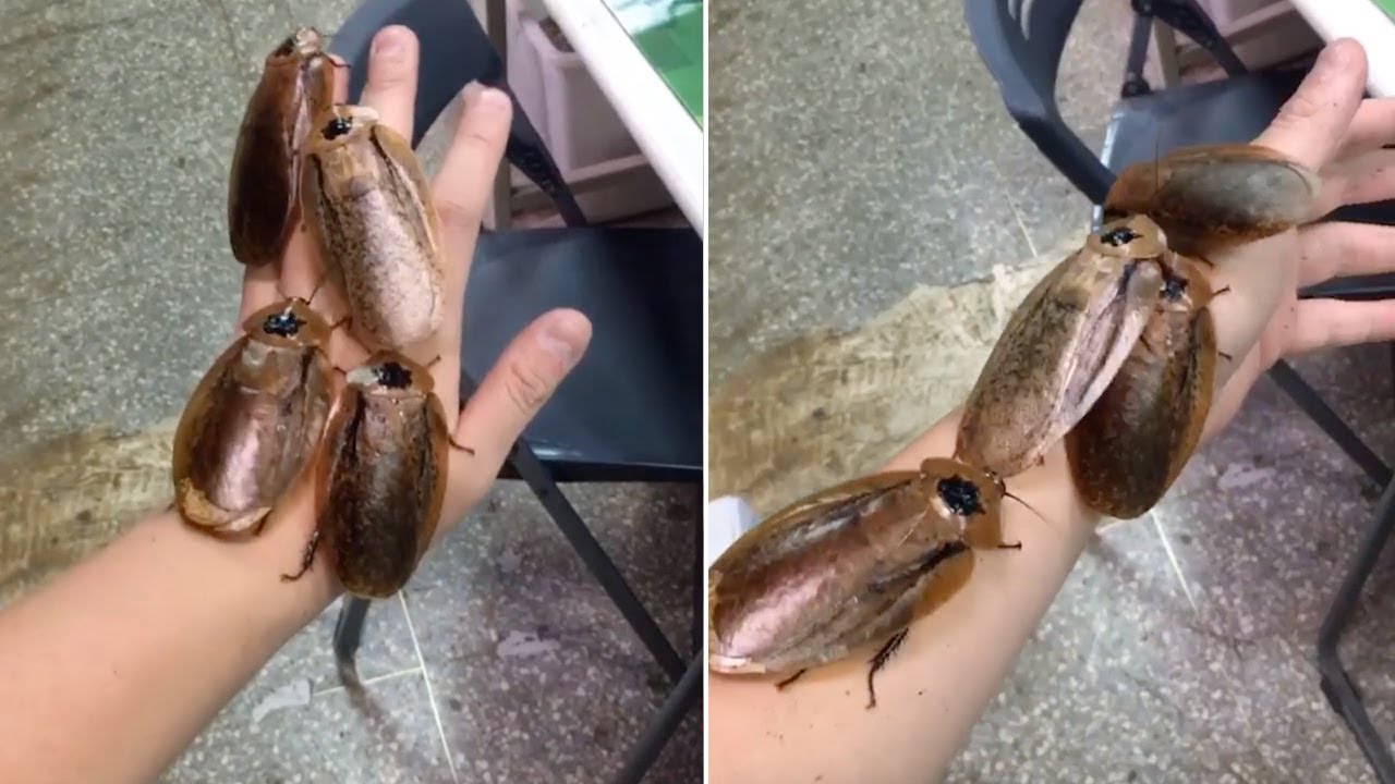 Giant Cockroaches Crawl On Man's Arm - YouTube