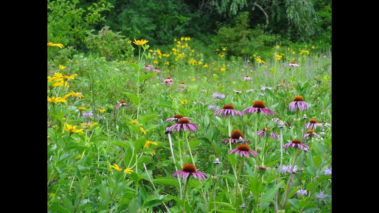 Native Prairie Plant Walk August 2, 2020 - YouTube