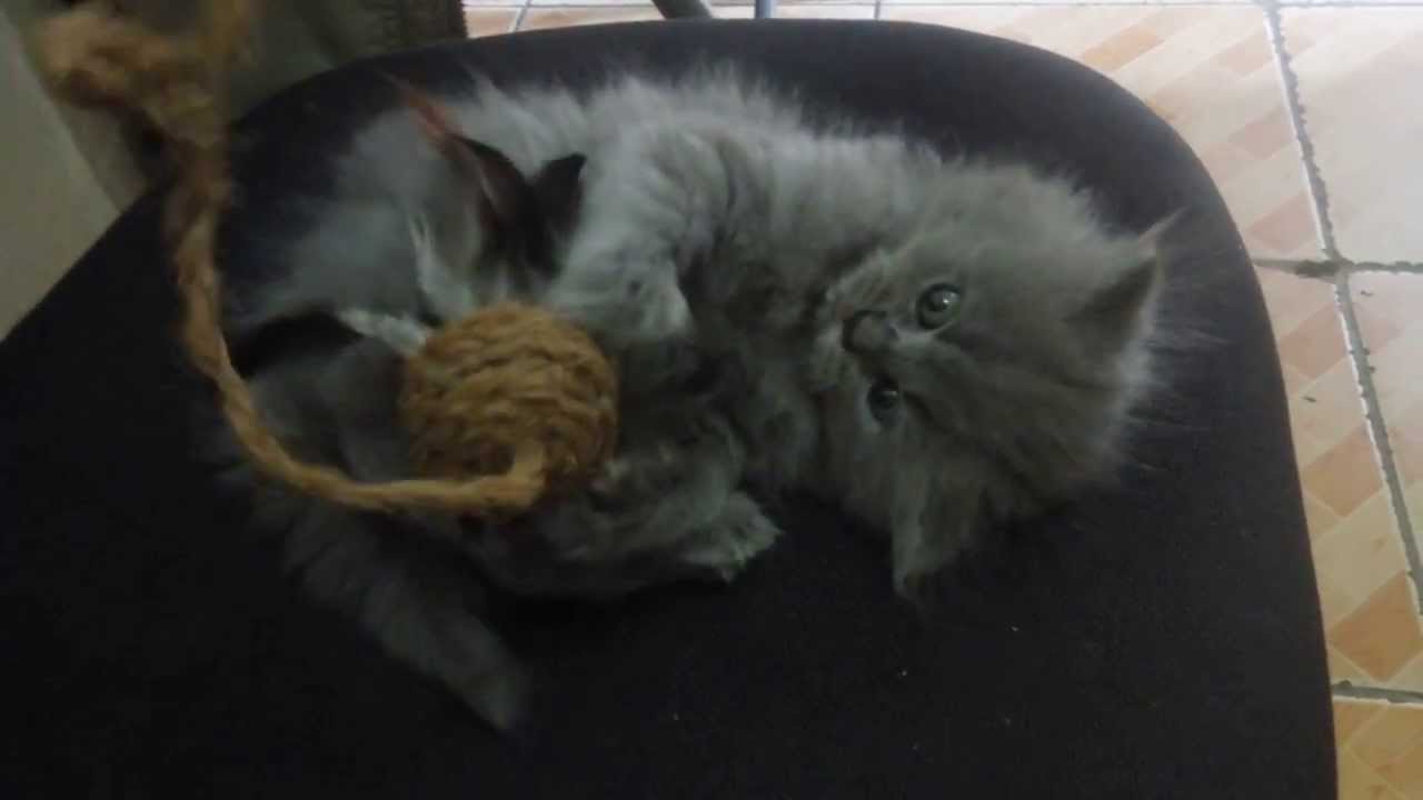 Blue Point Persian kitten - Endo @ 2 months - YouTube