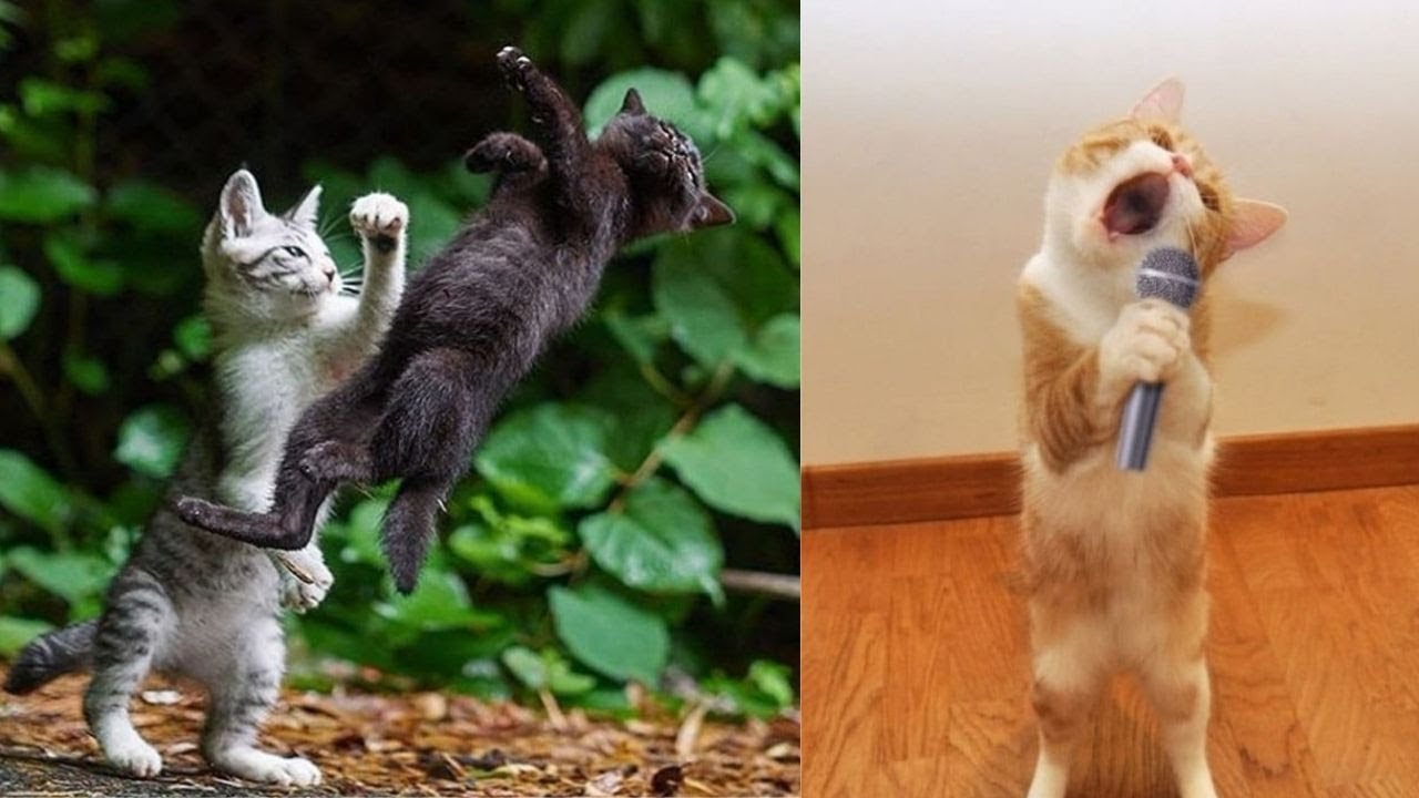 Cats losing their temper and being vexed and funny for 4 minutes ...