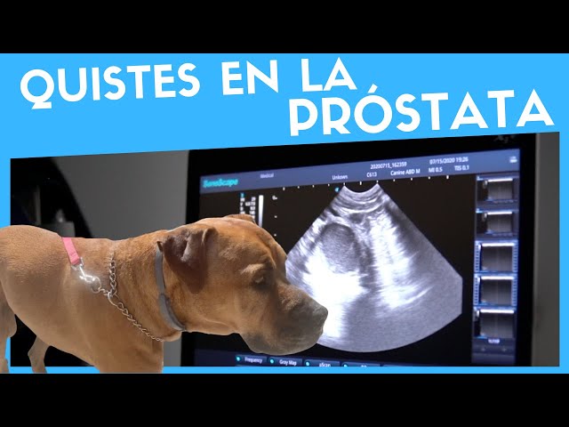 Cómo Se Ve Un Quiste En Un Perro
