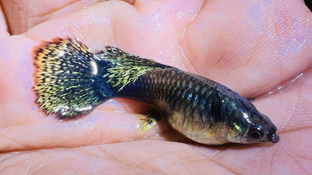 അറിവില്ലായ്മകൊണ്ട് ഗപ്പിയെ കൊന്നു Guppy dead - YouTube