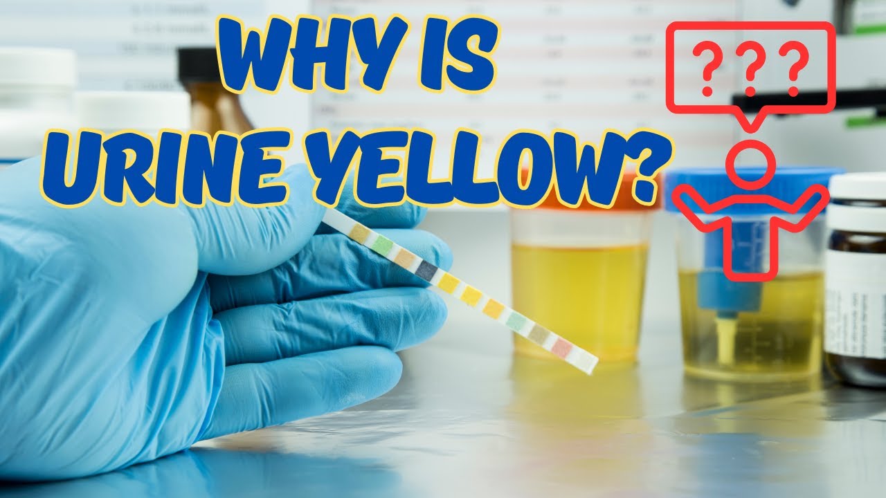 WHY IS URINE YELLOW ??? - YouTube
