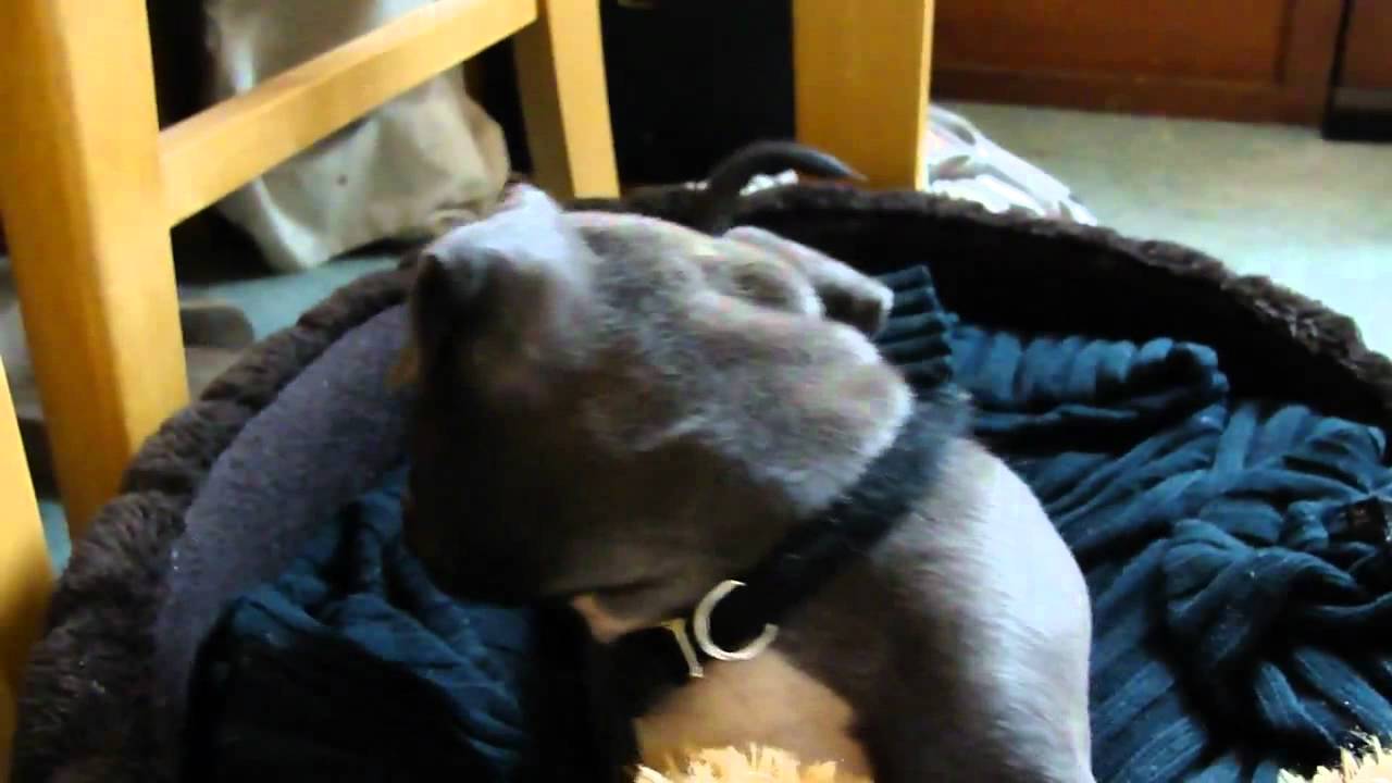 Blue Staffordshire Bull Terrier Attack WARNING!!! - YouTube