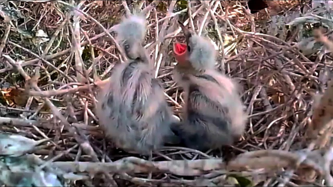 little egr baby birds cry for mother - YouTube