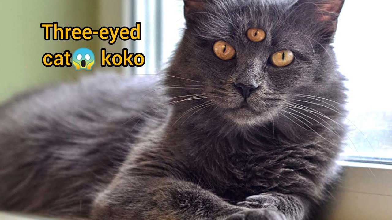 Unbelievable three-eyed cat😱koko|cat sounds| funny video | viral video ...