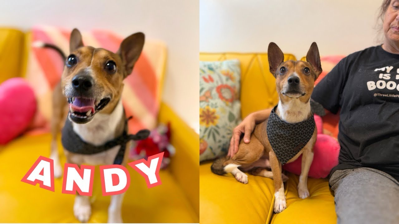 Big ears and all smiles, meet Andy! - YouTube
