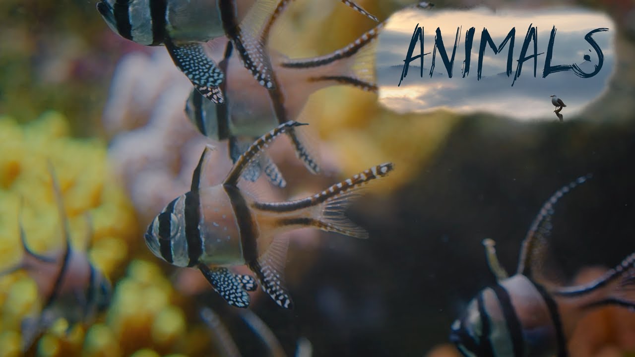 Cardinal in the aquarium..Animals Of The World.Domestic and Wild ...